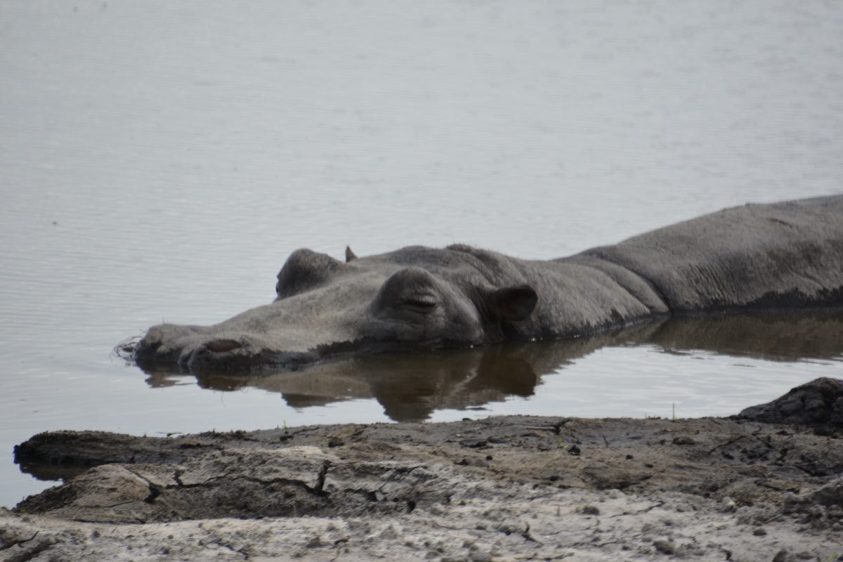 Bocvana - Foto Safari » Putovanja Info
